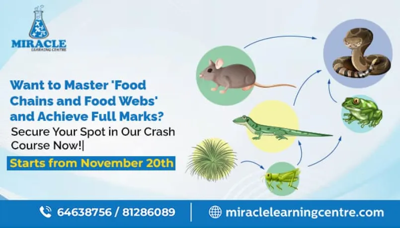 The Dynamics of Food Chains and Food Webs