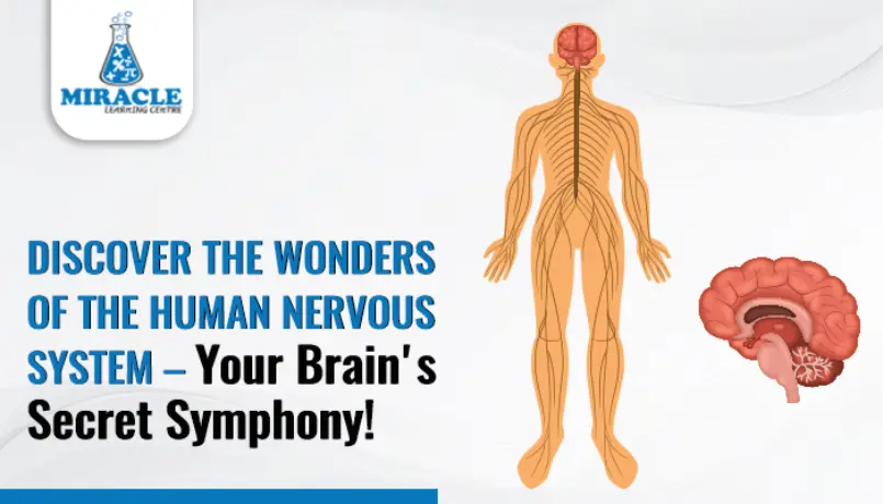 Explore Human Nervous System with our Science Tuition
